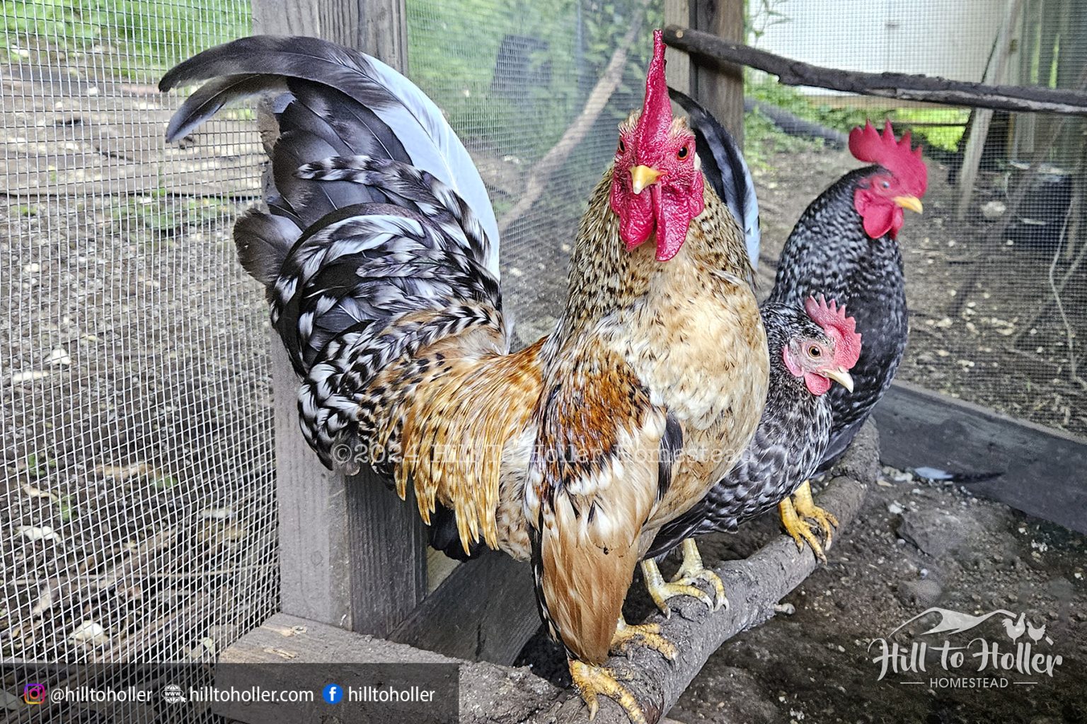 2025 Hatching Season- Chicks - Hill to Holler Homestead
